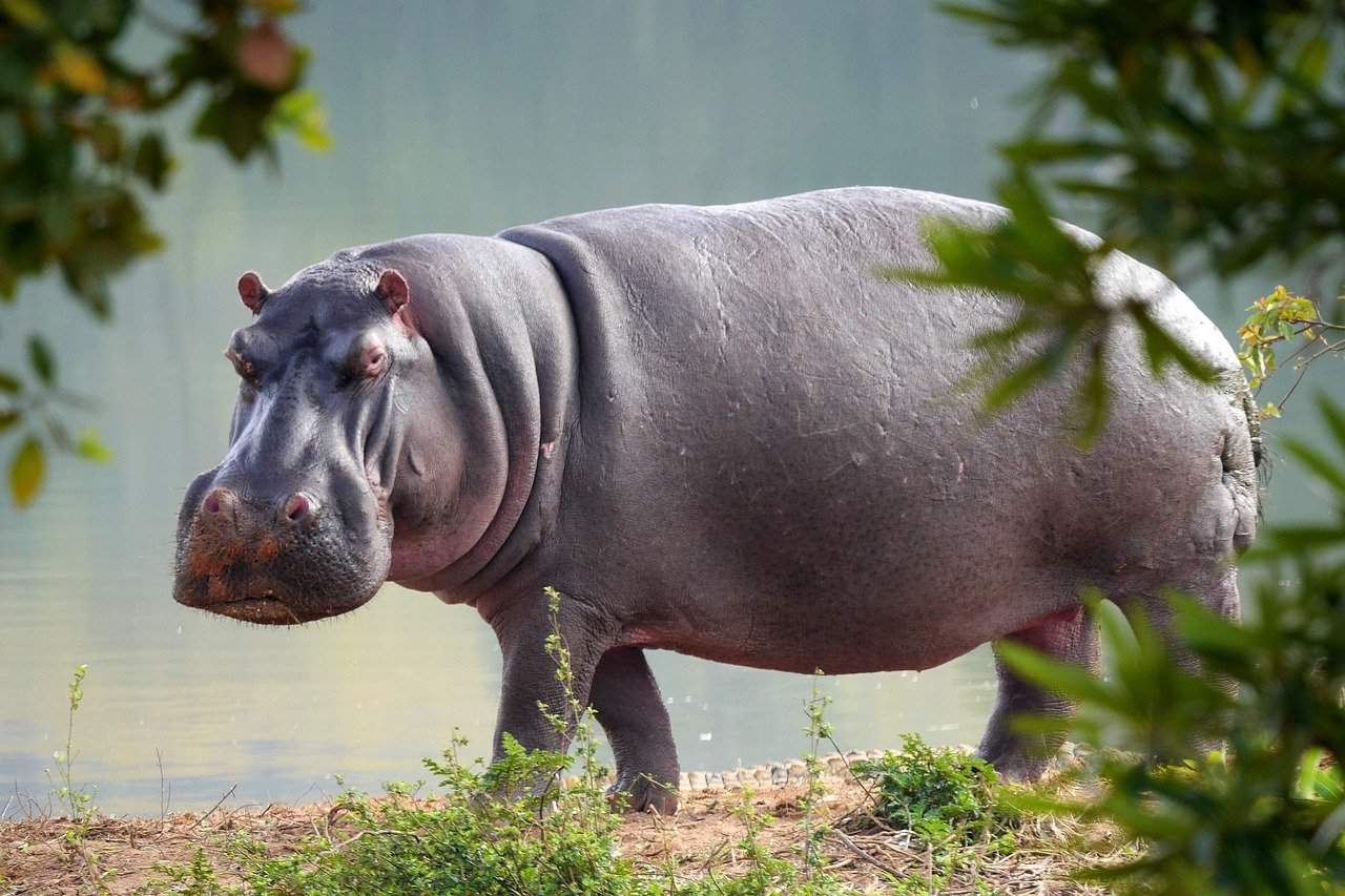 He hippo in Japan zoo turns out to be a she - Insider Paper
