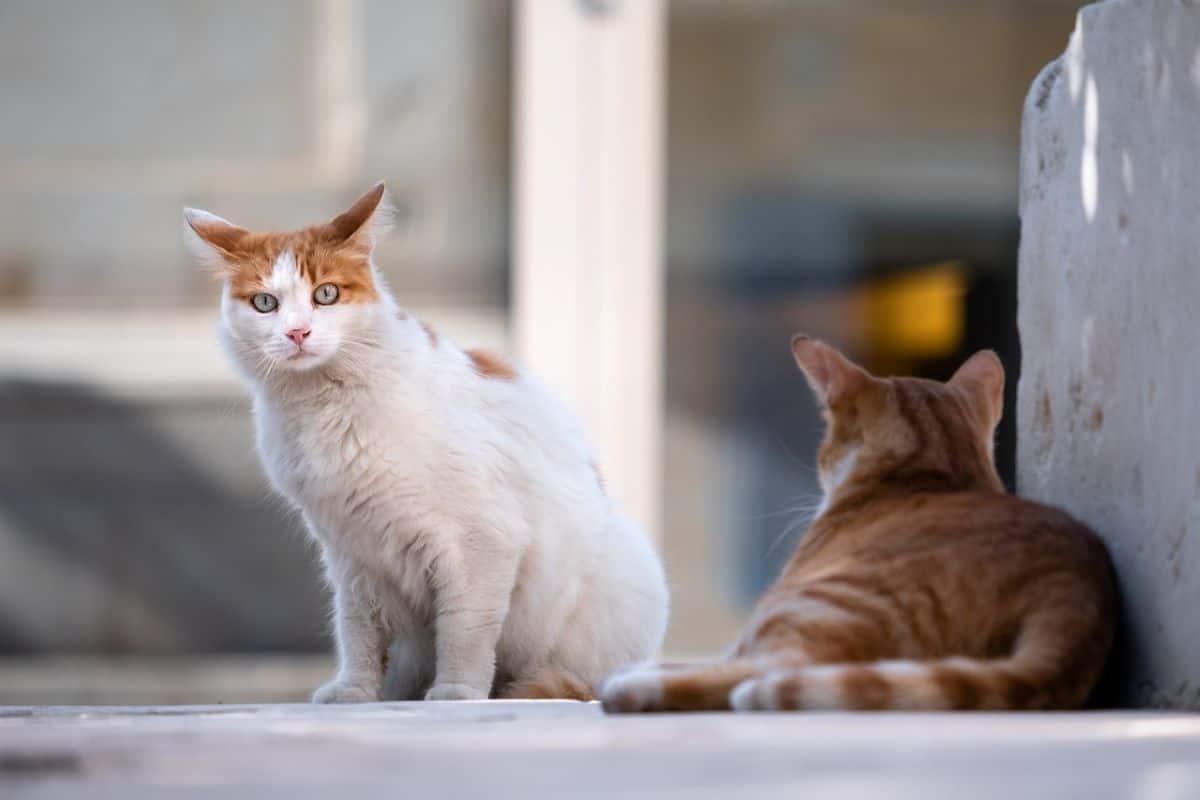 Turks up in arms over killing of stray cat - Insider Paper
