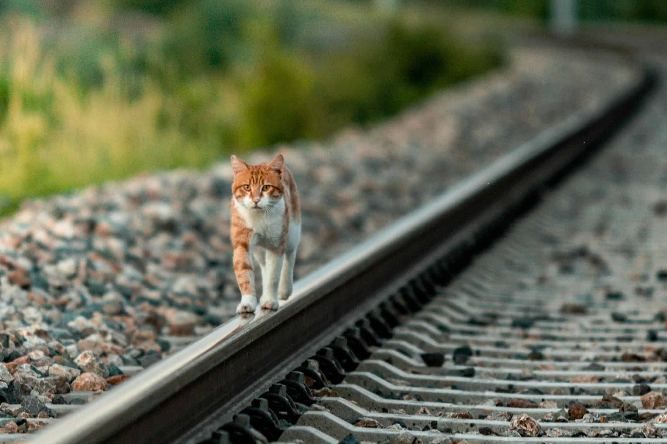 Cat on train tracks? 20 minutes to retrieve it, France says - Insider Paper