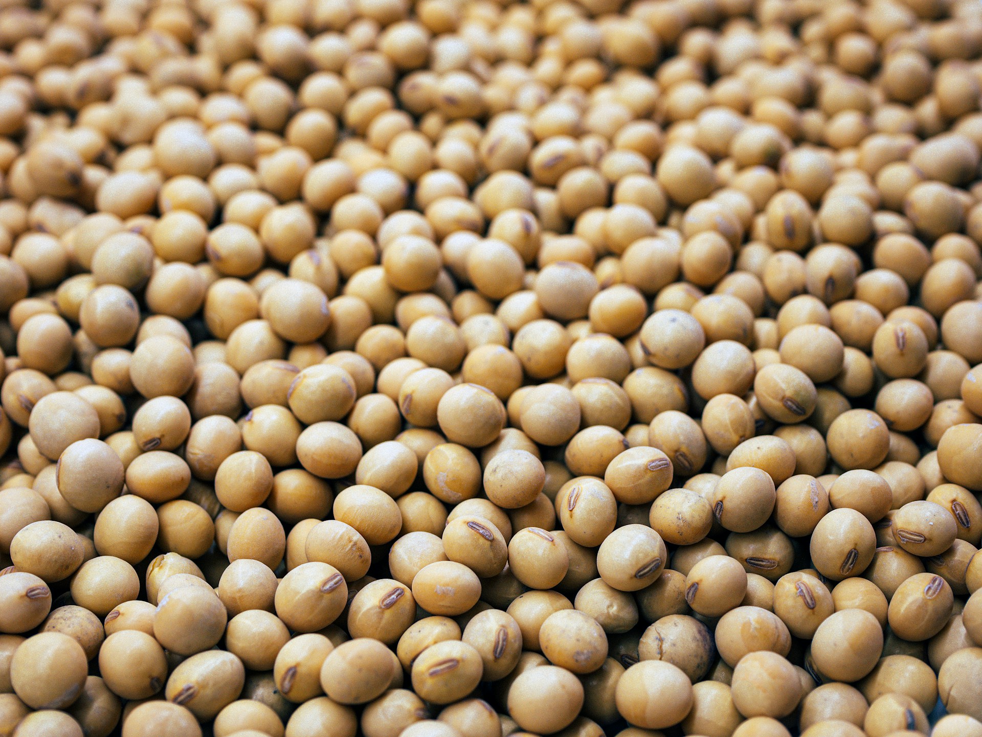 China says lifts some tariffs on US soybeans, farm goods - Insider Paper