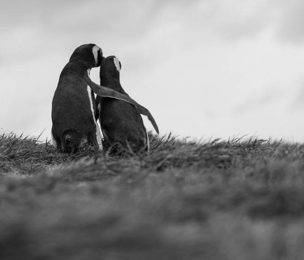 South Korean leader turns to penguins in bid to meet Kim Jong Un ...